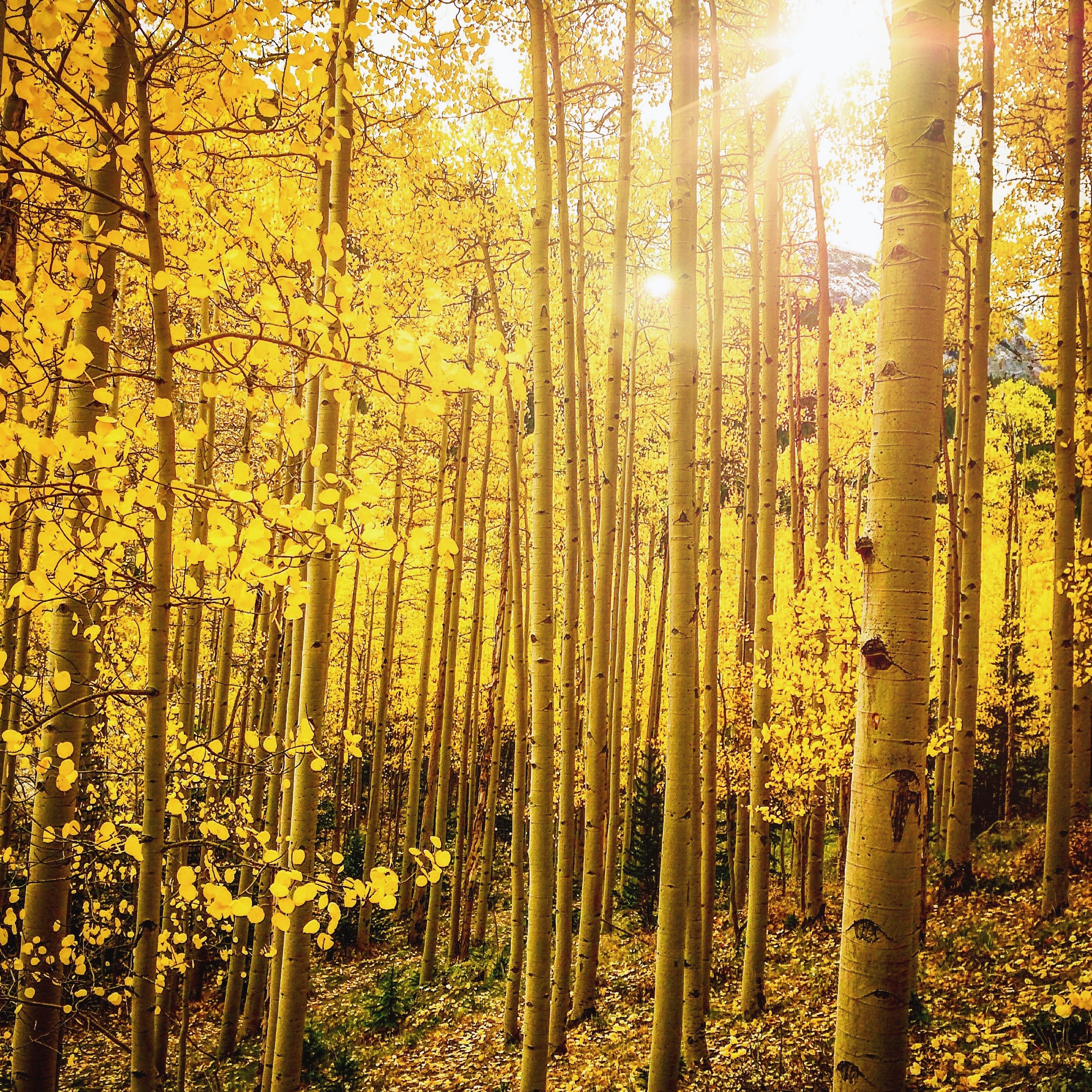 BEST places to see fall colors in Colorado – Little Rad Adventure